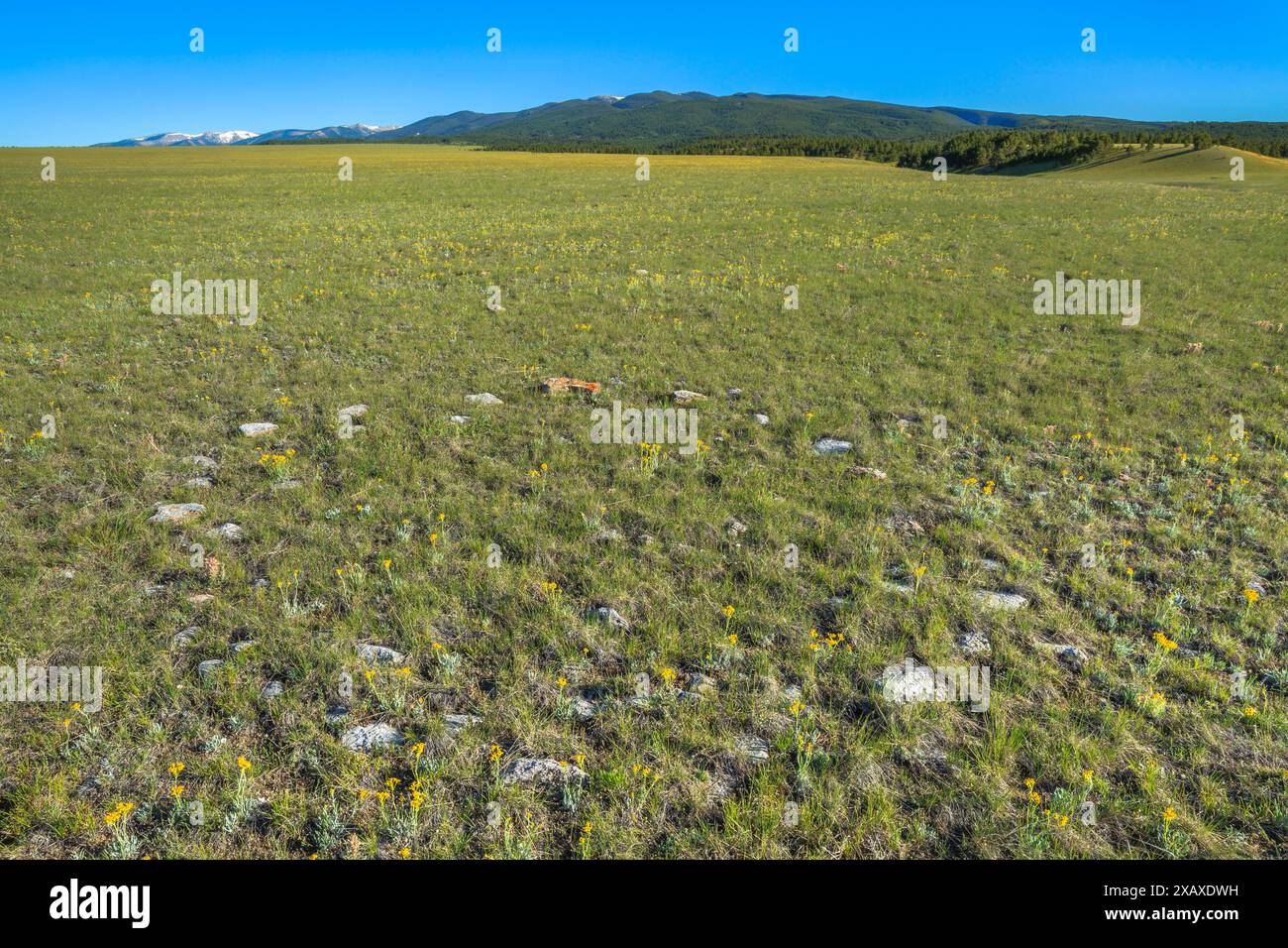 tipi ring on the prairie below the big snowy mountains near judith gap ...