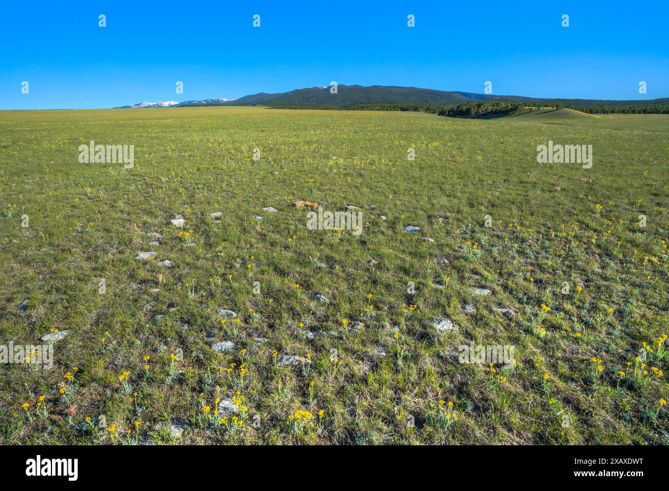 tipi ring on the prairie below the big snowy mountains near judith gap ...