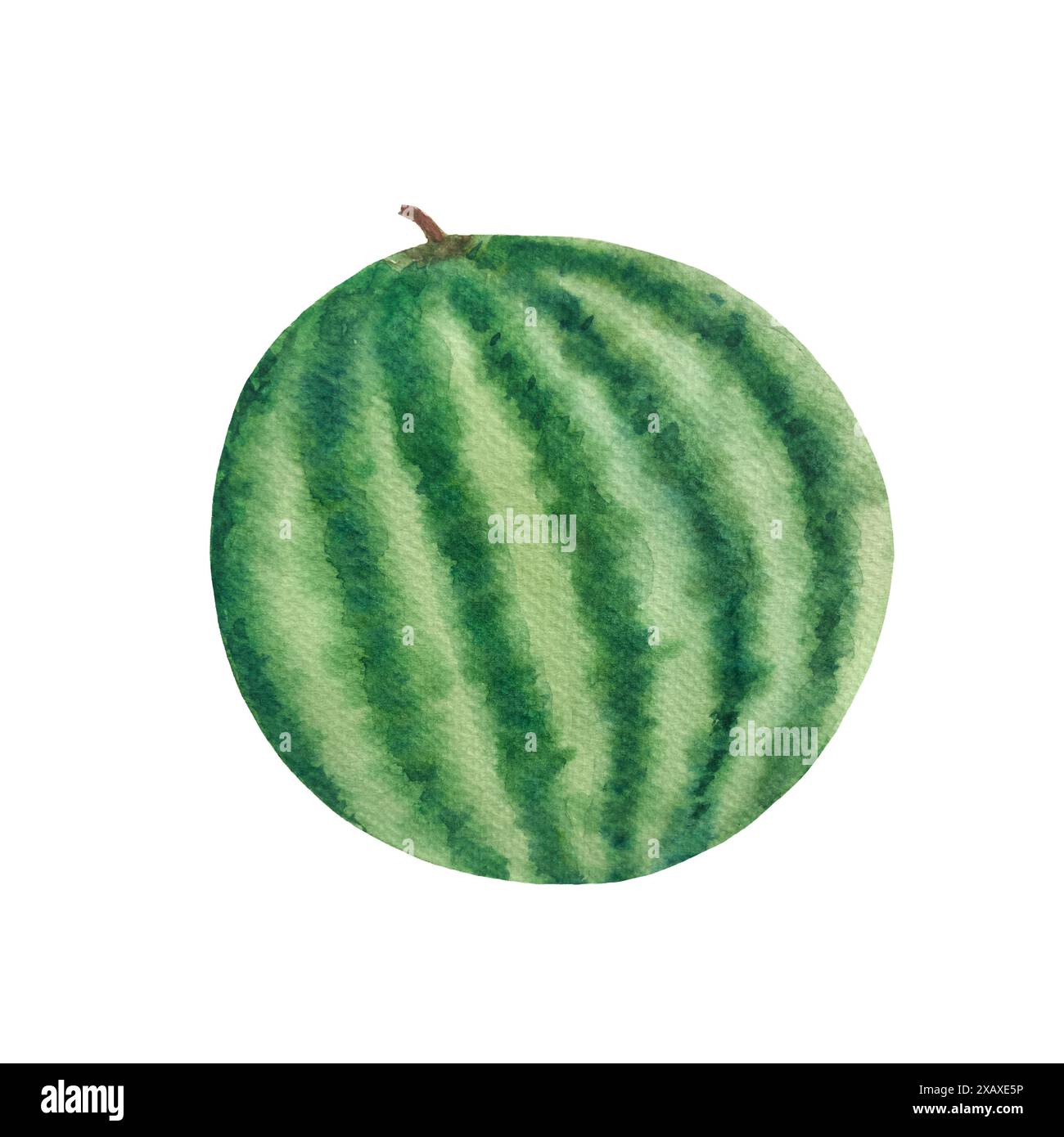 Watermelon round with dark green stripes. Watercolor illustration ...