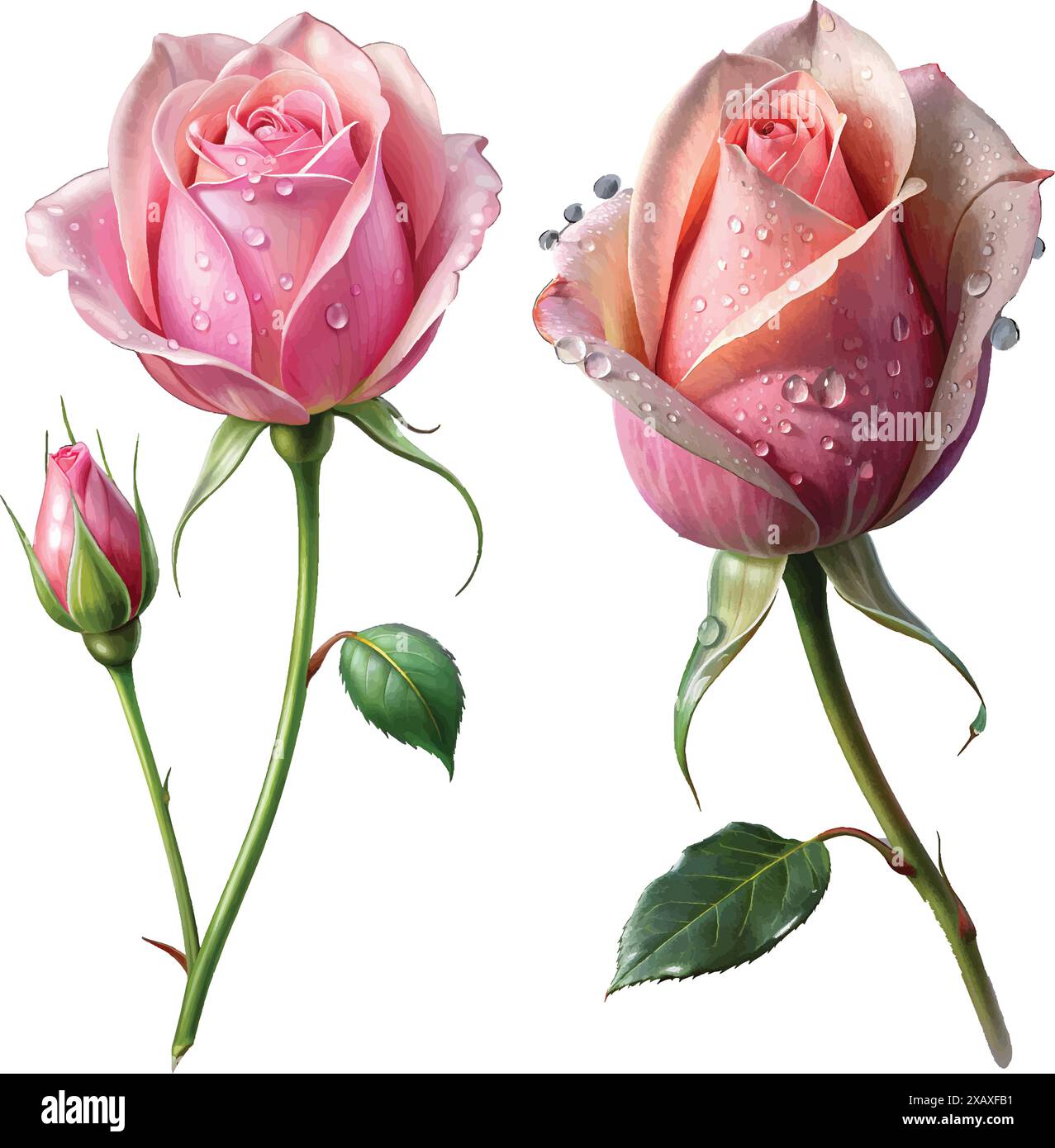 Pink rose dew drops Stock Vector Images - Alamy