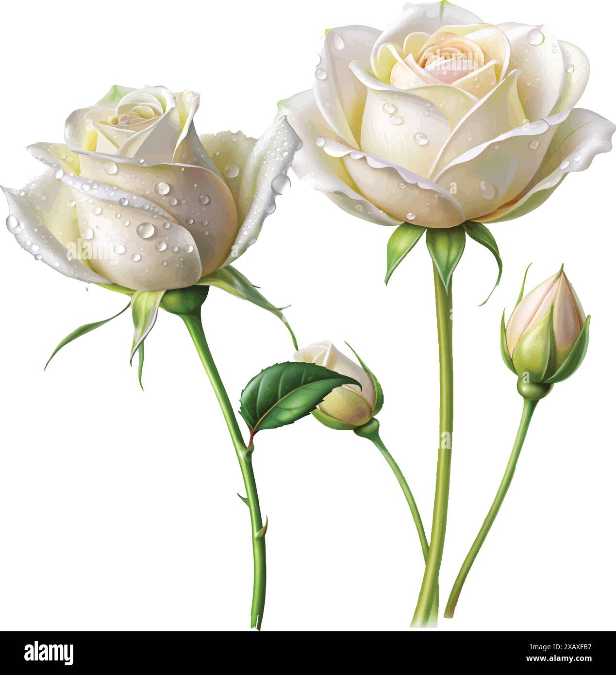 Rose plant wet Stock Vector Images - Alamy