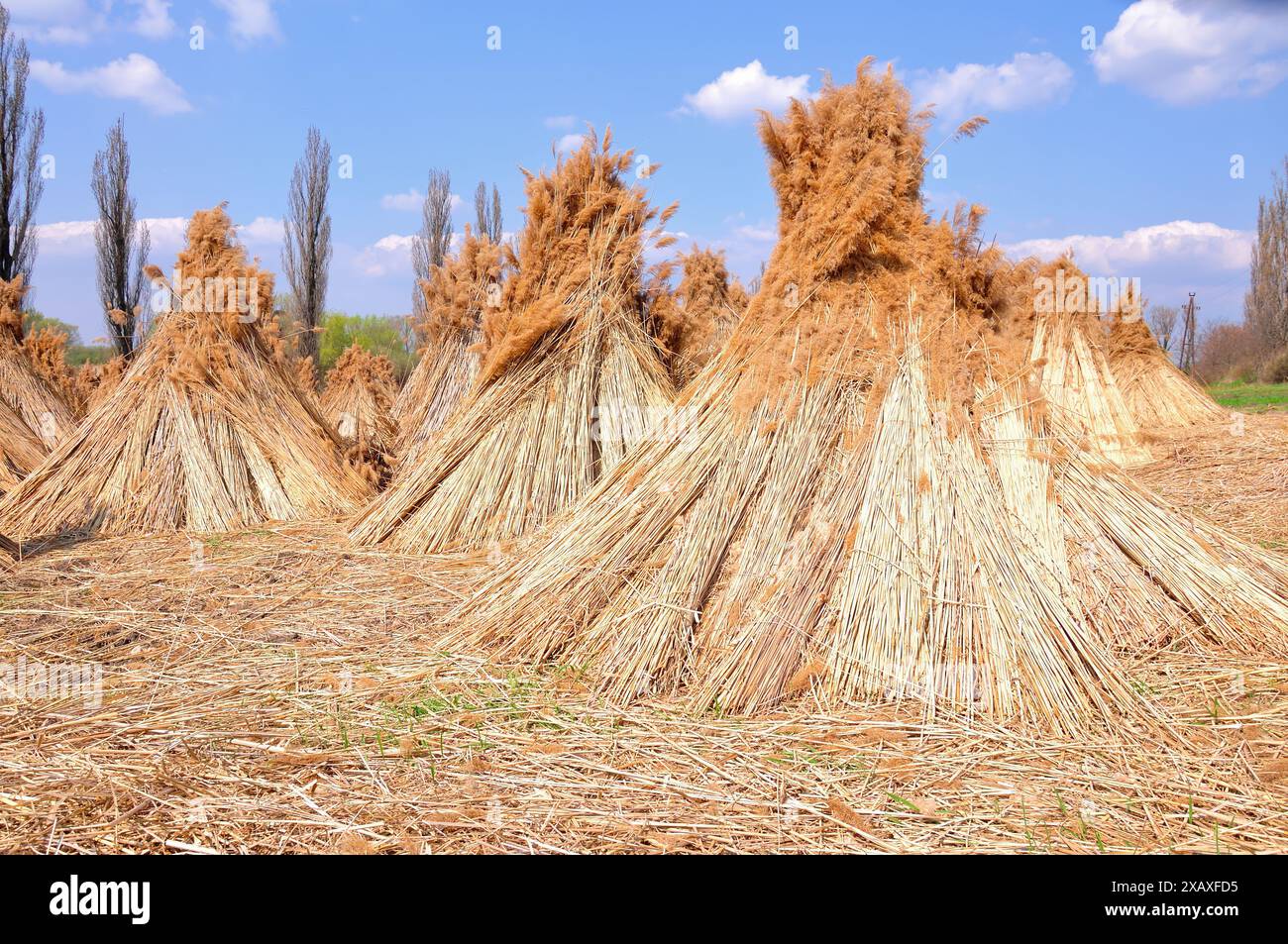 The covered cane is placed in a cone for drying Stock Photo - Alamy