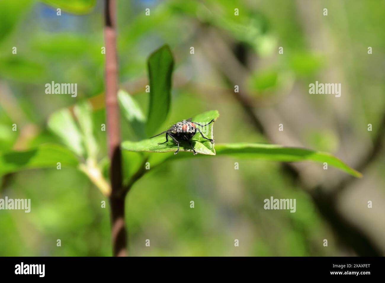 Fly on a weed in the wild with green background Stock Photo - Alamy