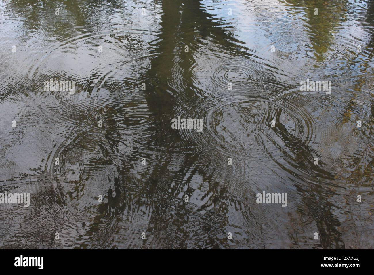 A photograph of a tree reflections in water. Ripples and gentle ...