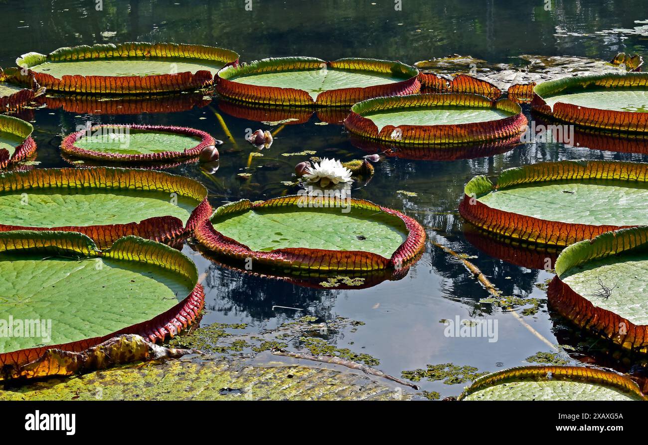Victoria regia (Victoria amazonica) leaves and flower on lake Stock ...