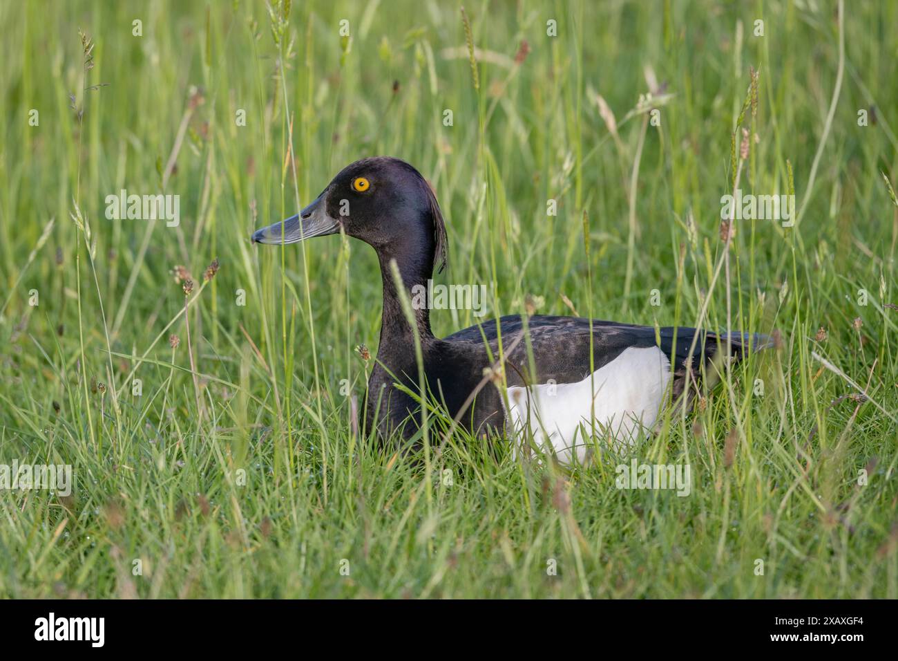 Male Tufted duck relaxing in the long grass after chasing around to ...