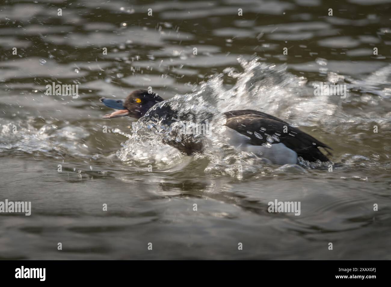 Male tufted duck chasing and splashing around in search of a female ...