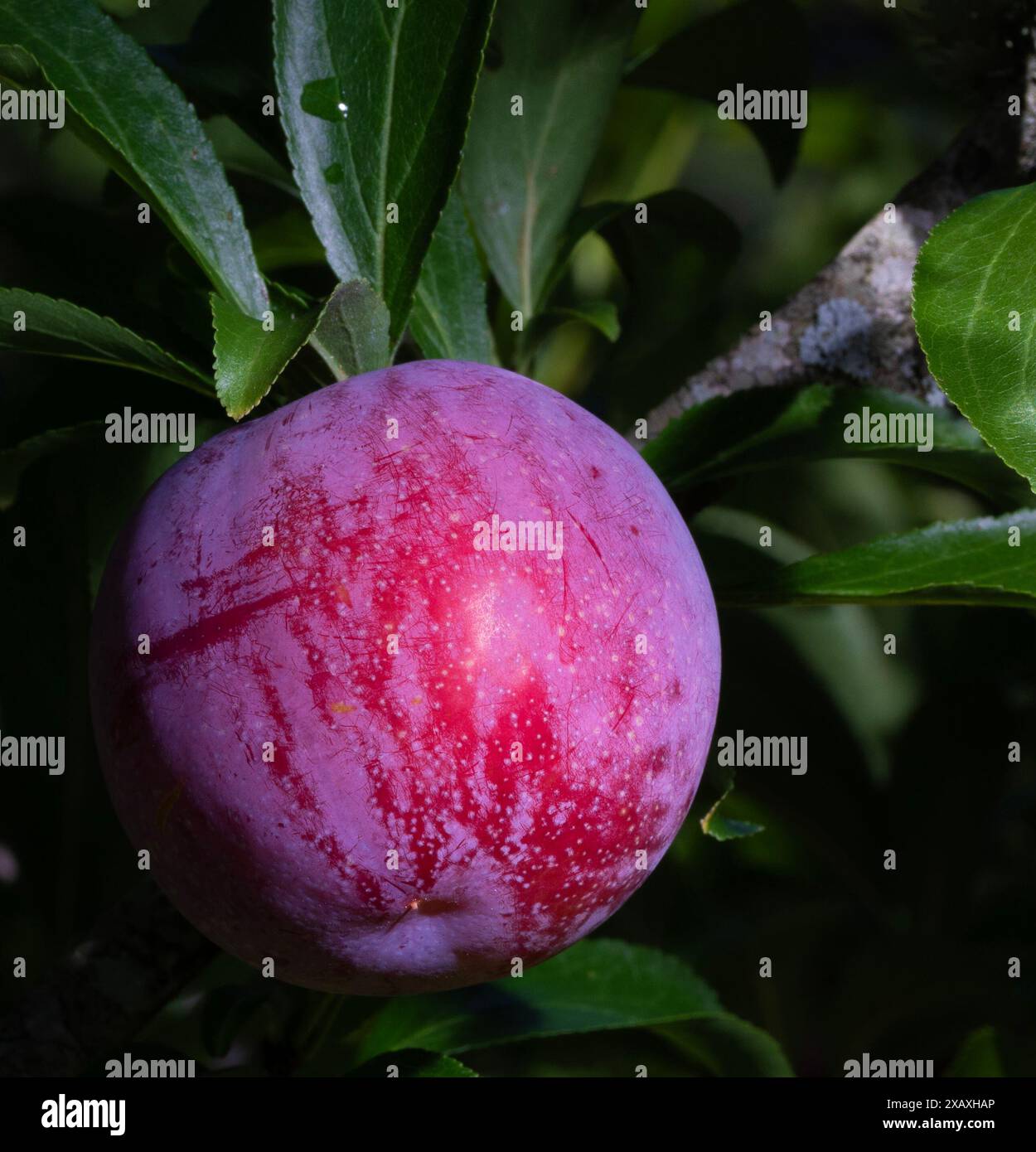 Large and juicy looking purpole and red plum still hanging on its tree ...