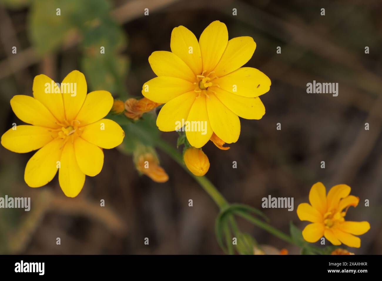 Yellow centaury plant flower (Blackstonia perfoliata), a plant from the ...