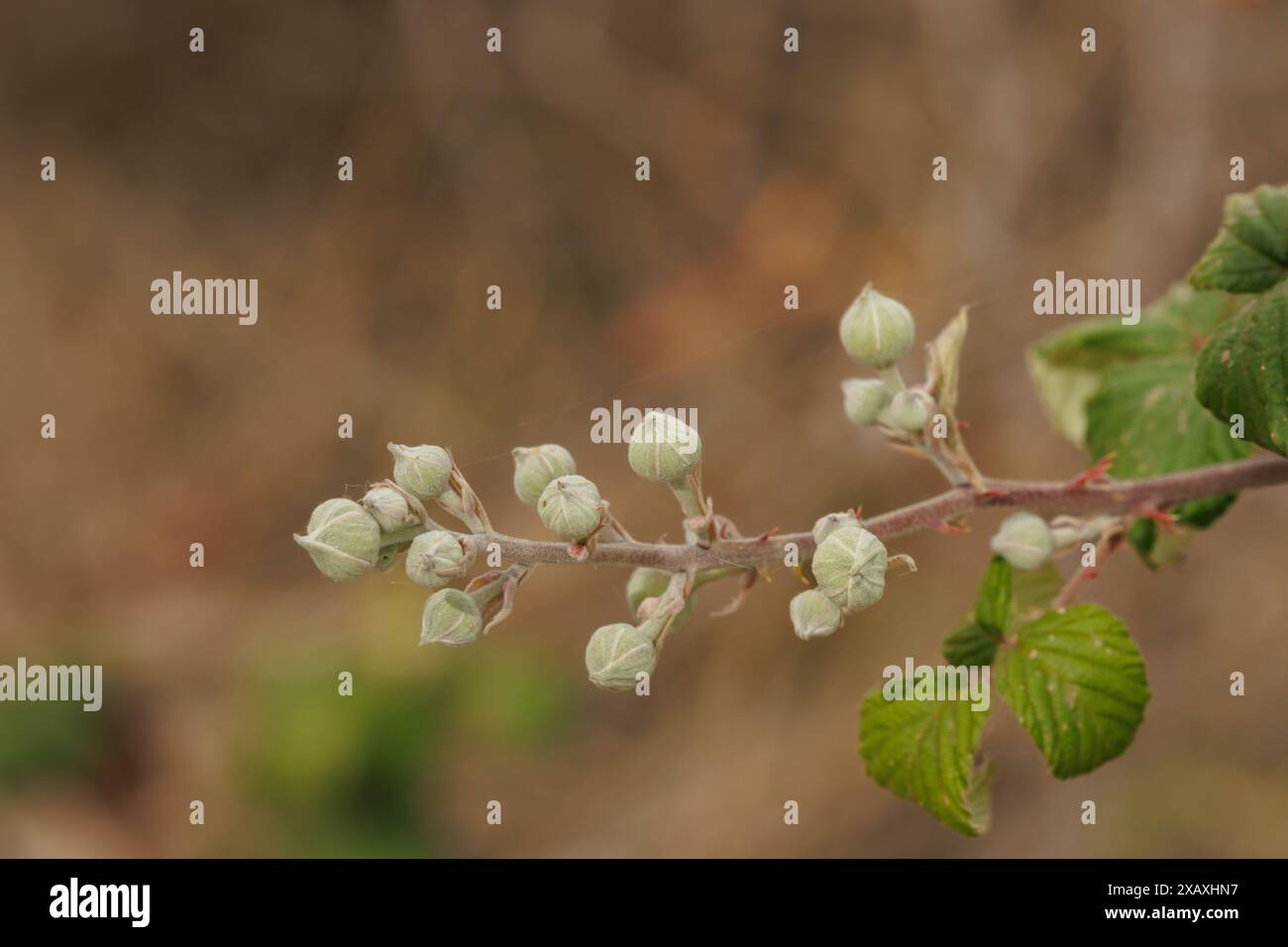 Flower buds of bramble plant (Rubus ulmifolius) with negative space and ...
