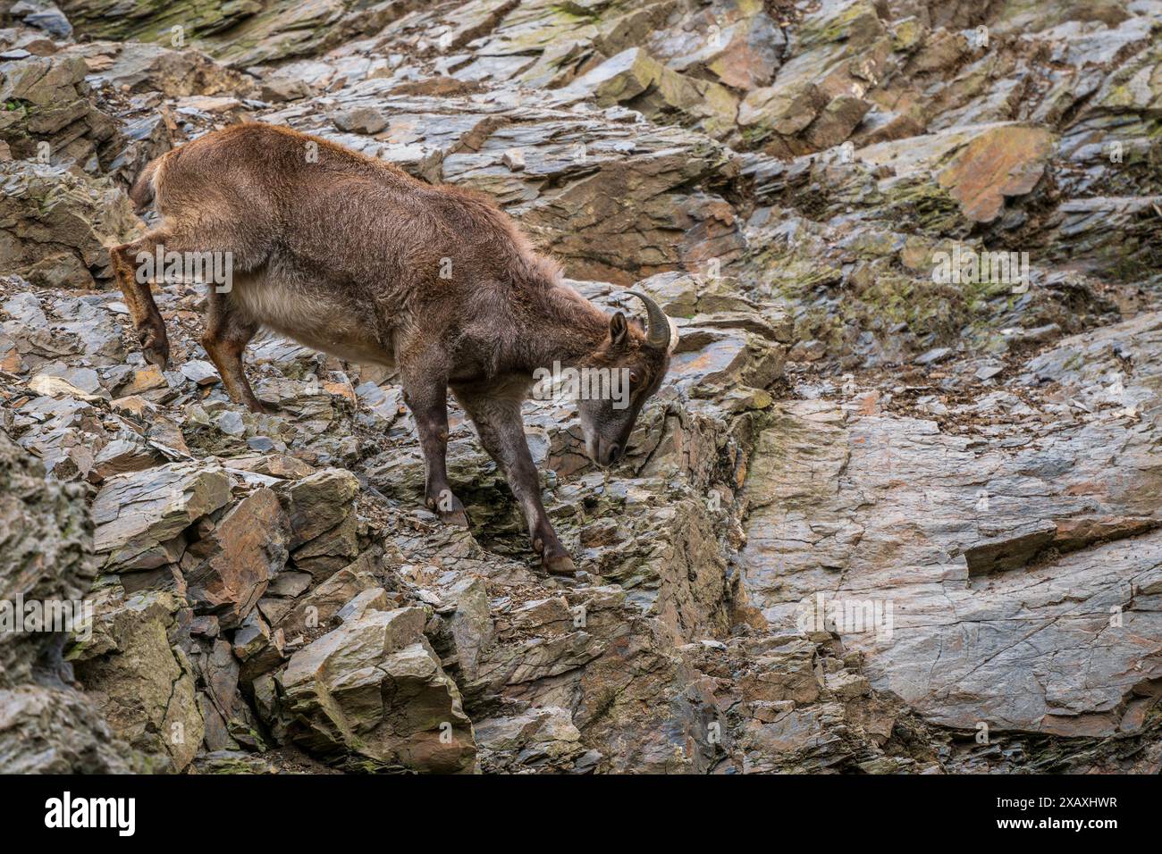 Mid caucasian tur hi-res stock photography and images - Alamy