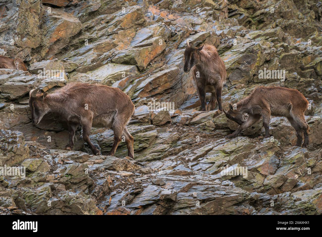 Mid caucasian tur hi-res stock photography and images - Alamy