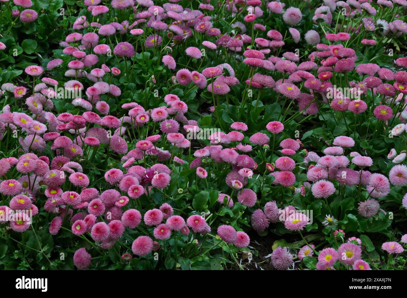 Blooming bellis perennis daisy in rose color the garden, Sofia ...
