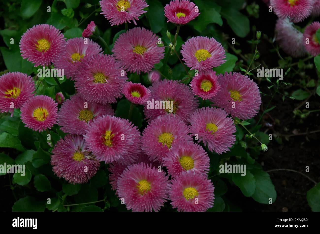 Blooming bellis perennis daisy in rose color the garden, Sofia ...