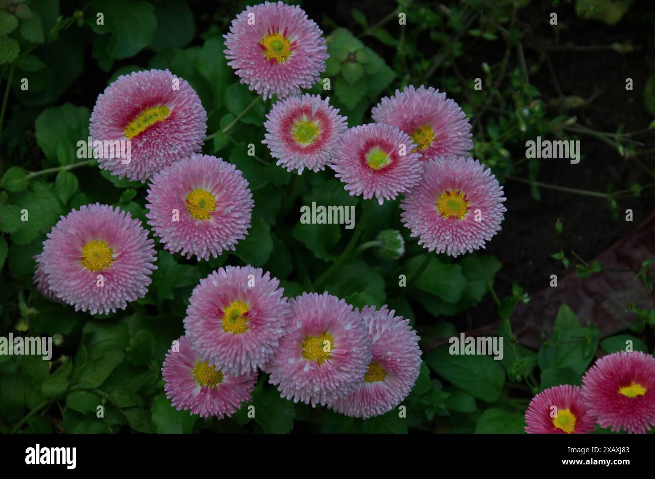 Blooming bellis perennis daisy in rose color the garden, Sofia ...