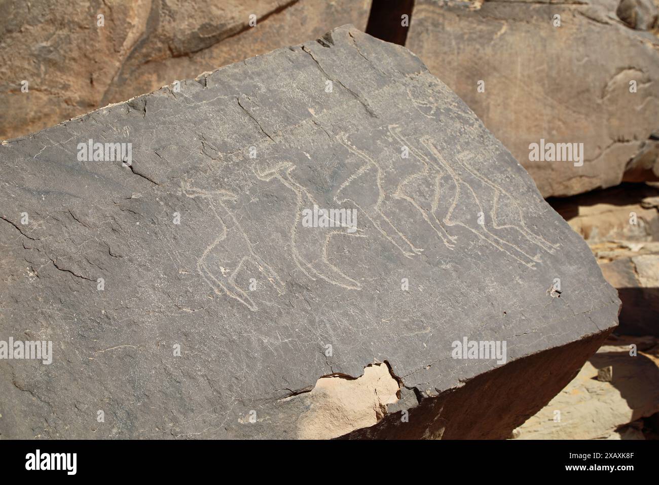 Neolithic petroglyphs at Taghit in Western Algeria Stock Photo - Alamy