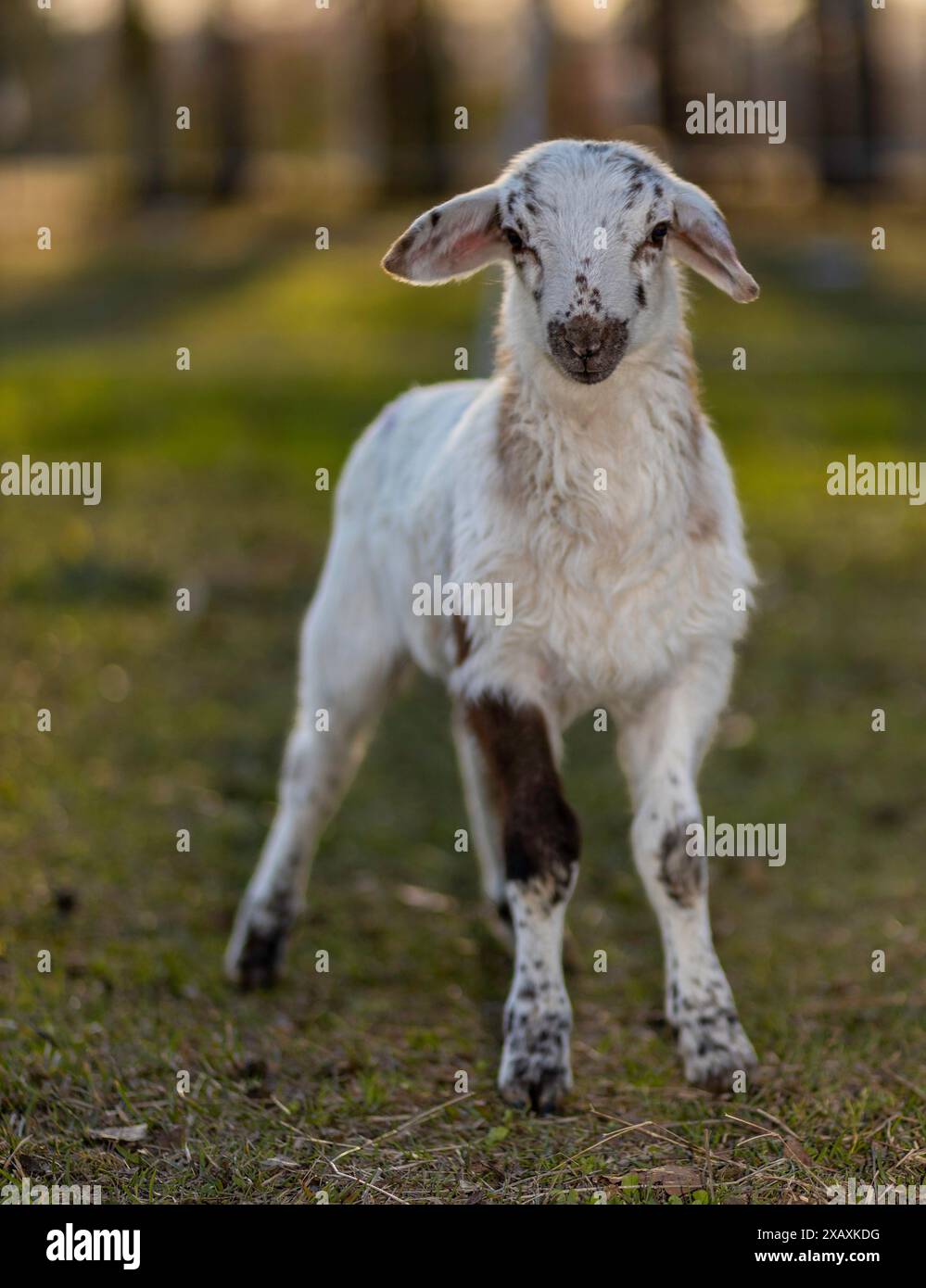 White Katahdin sheep lamb with brown spots at sunset standing on a ...