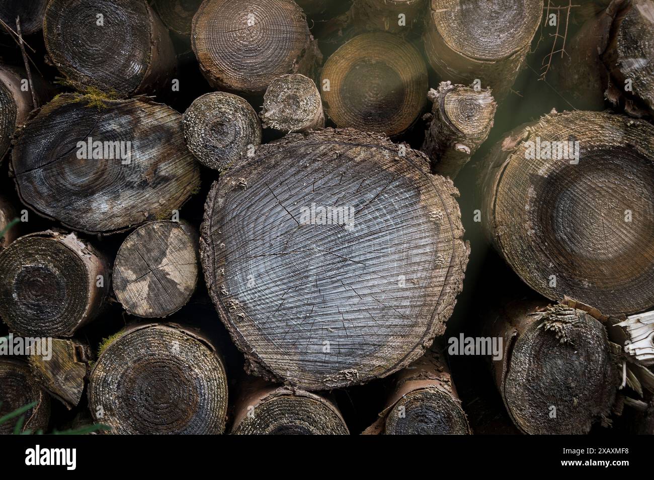 Closeup sawn logs hi-res stock photography and images - Alamy