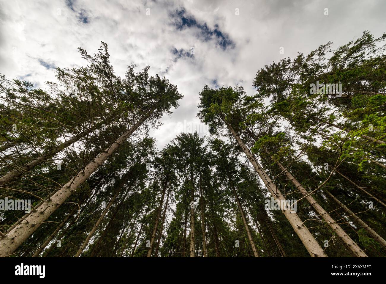 low perspective looking up to tree tops, cloudy sky Stock Photo - Alamy