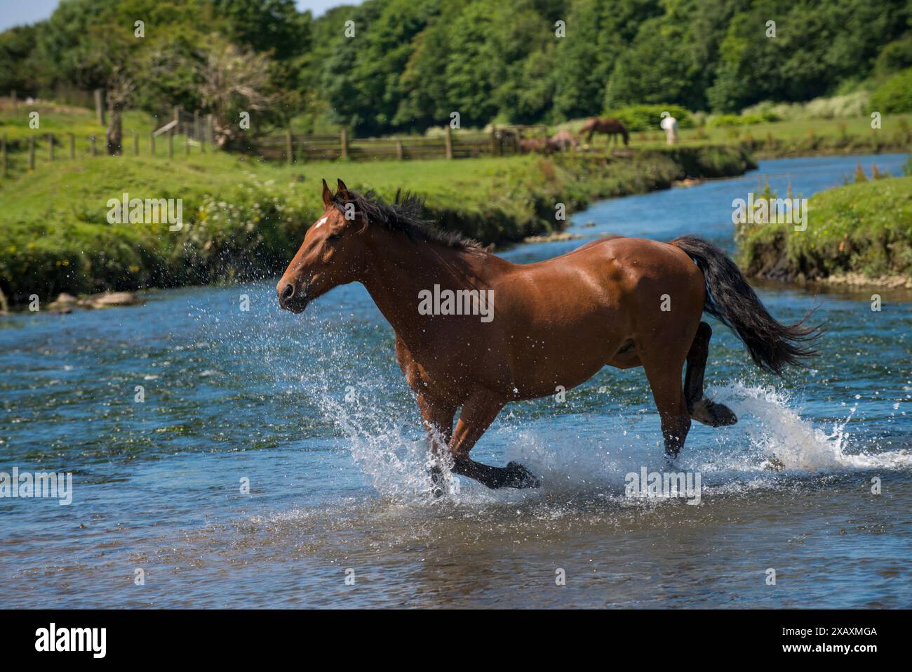 Ewenny horse water hi-res stock photography and images - Alamy