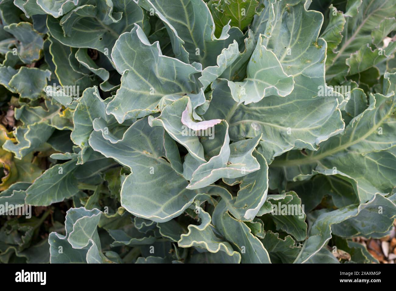Close up of wild sea kale on a pebble beach Stock Photo - Alamy