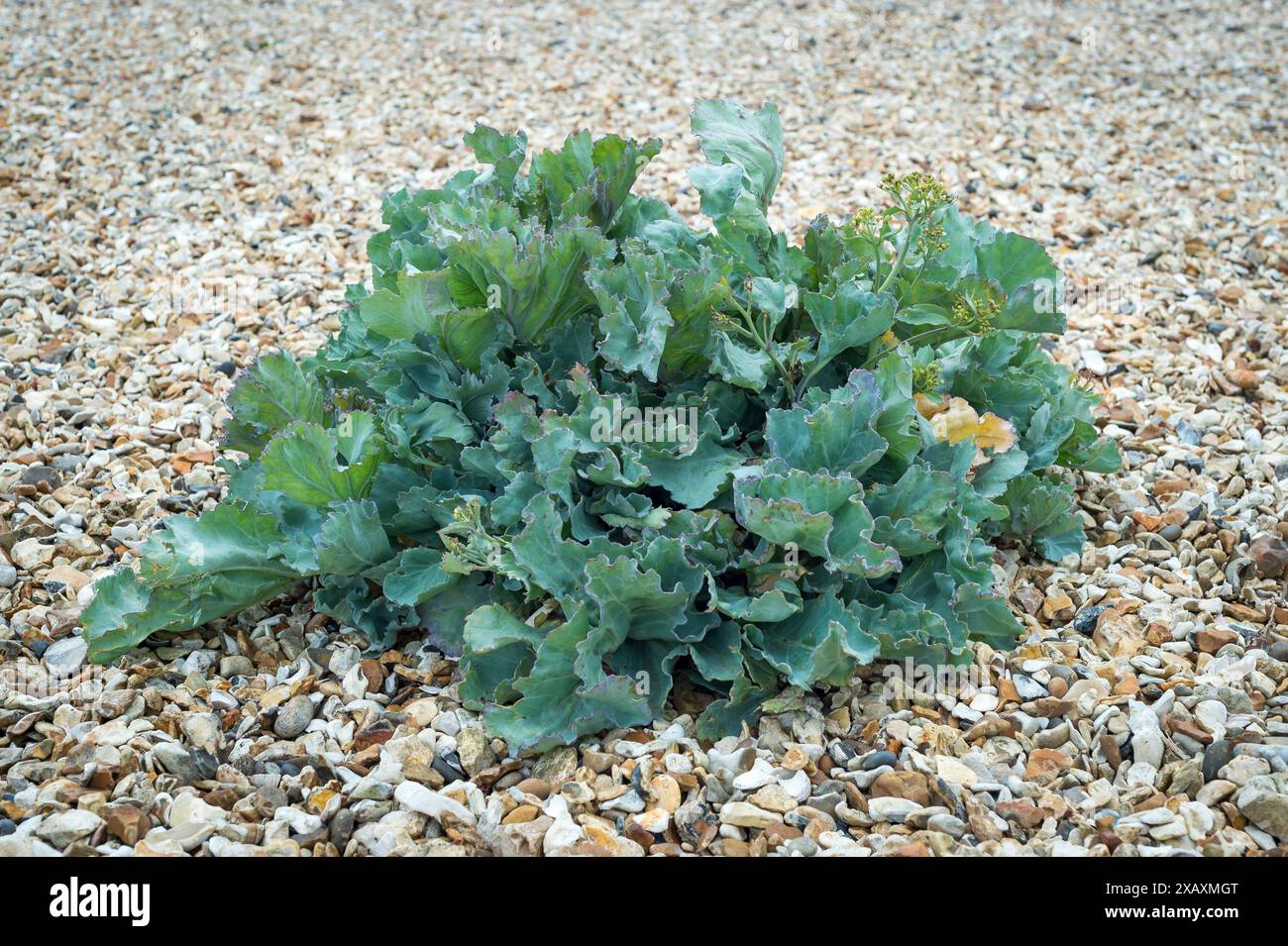 wild sea kale on a pebble beach Stock Photo - Alamy