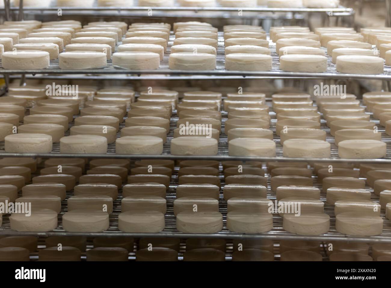 Rocamadour soft goat AOC cheese with soft rind on aging process ...