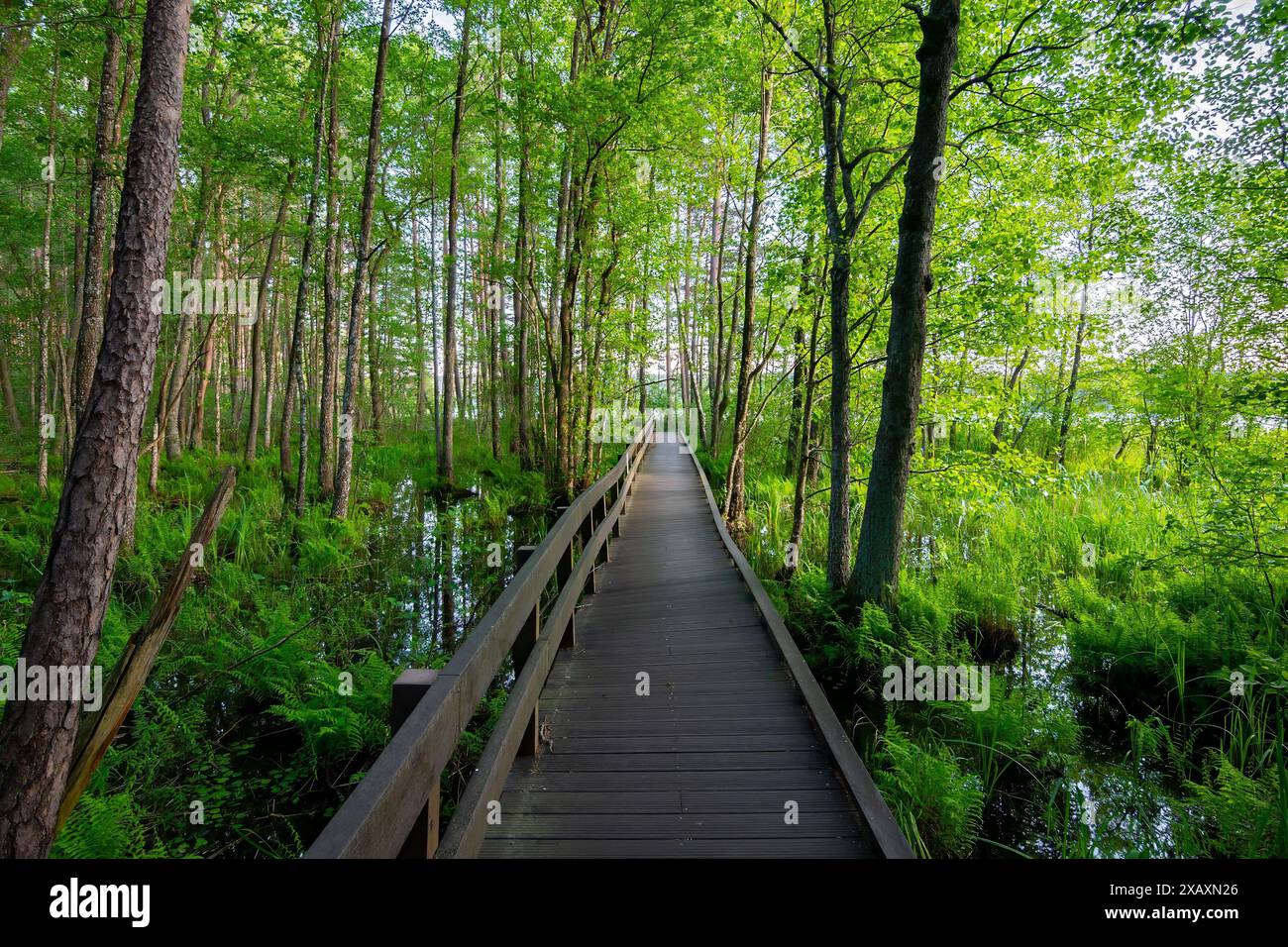 Wetland trail construction hi-res stock photography and images - Alamy