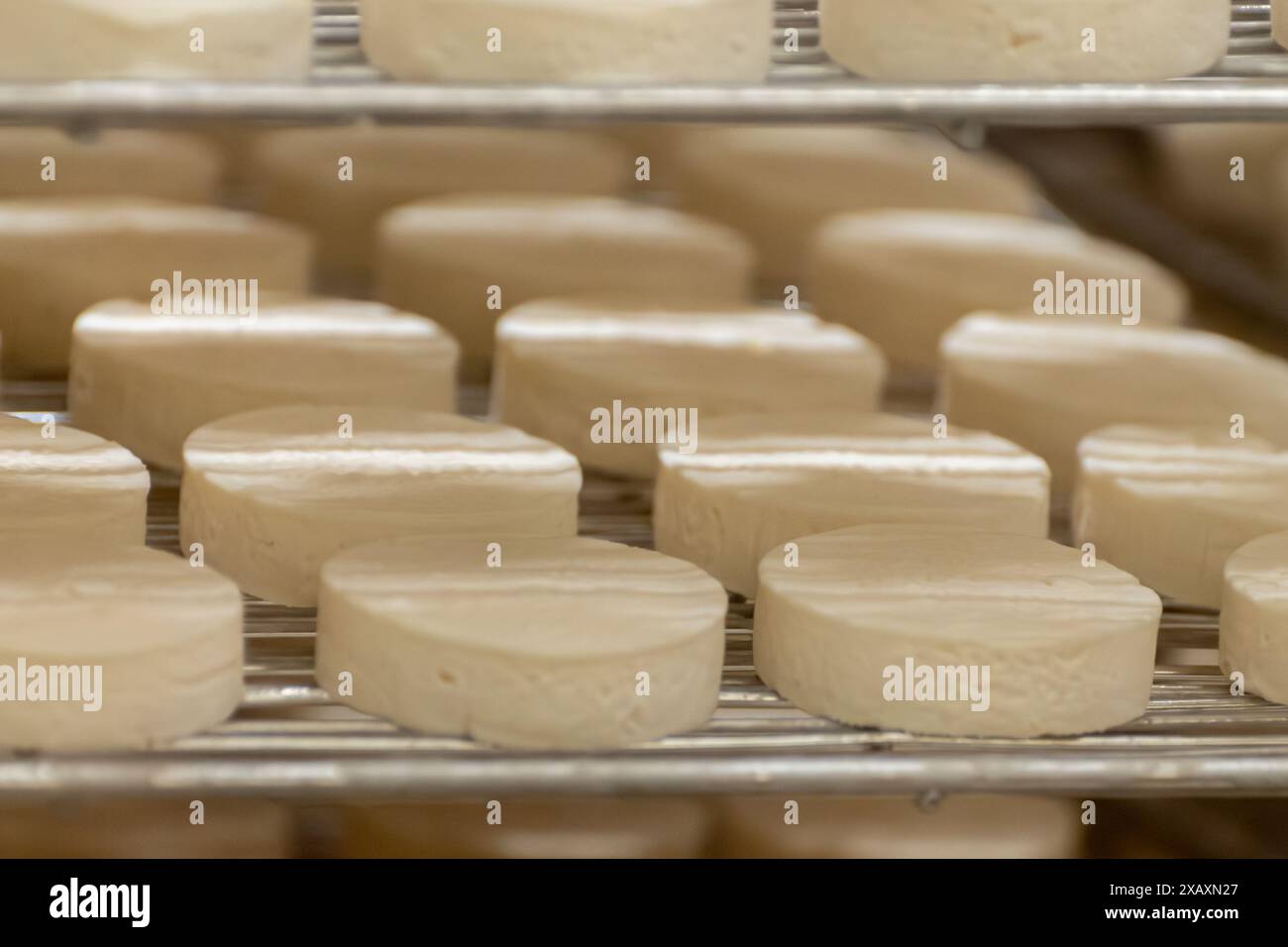 Rocamadour soft goat AOC cheese with soft rind on aging process ...