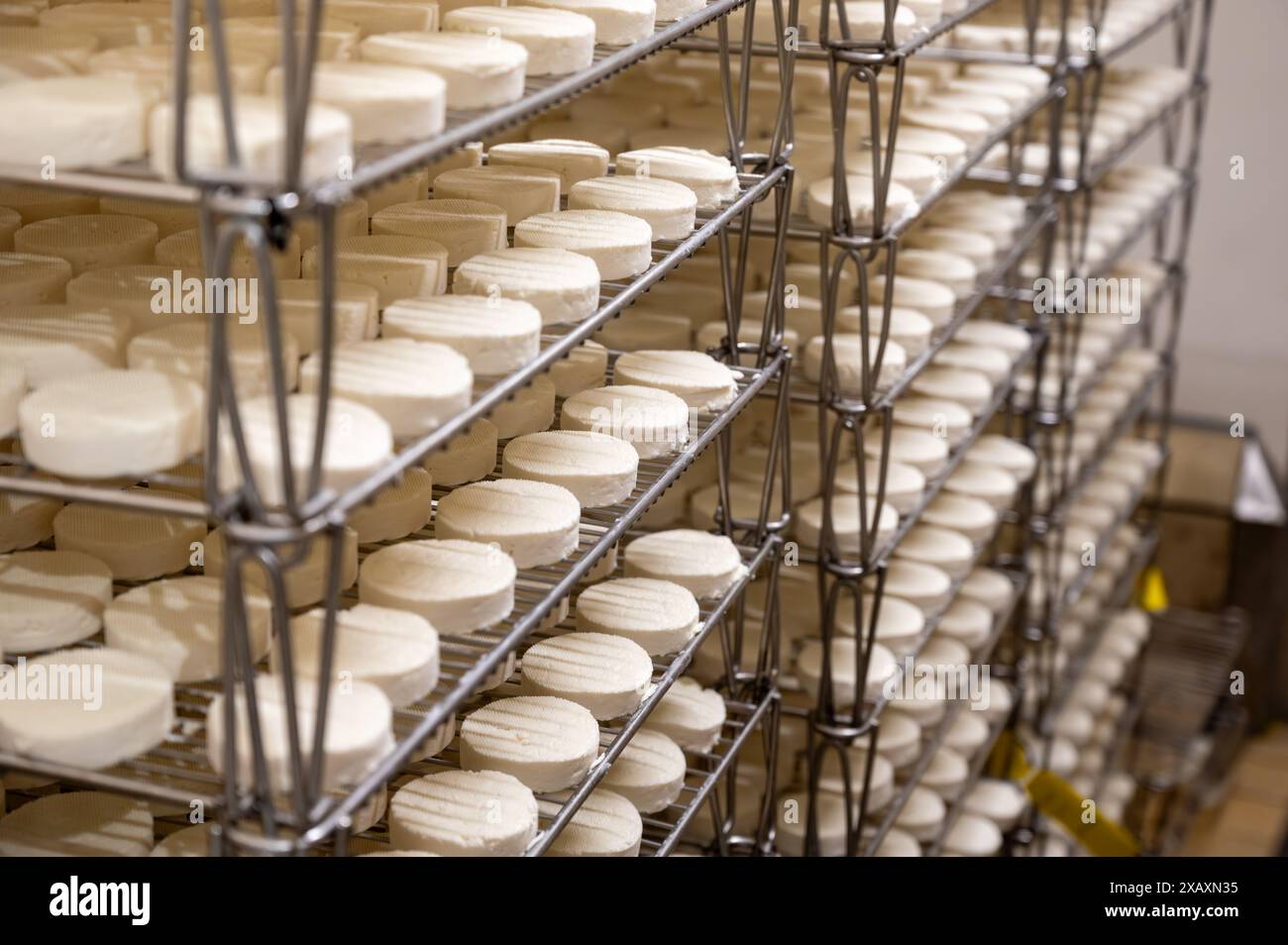 Rocamadour soft goat AOC cheese with soft rind on aging process ...