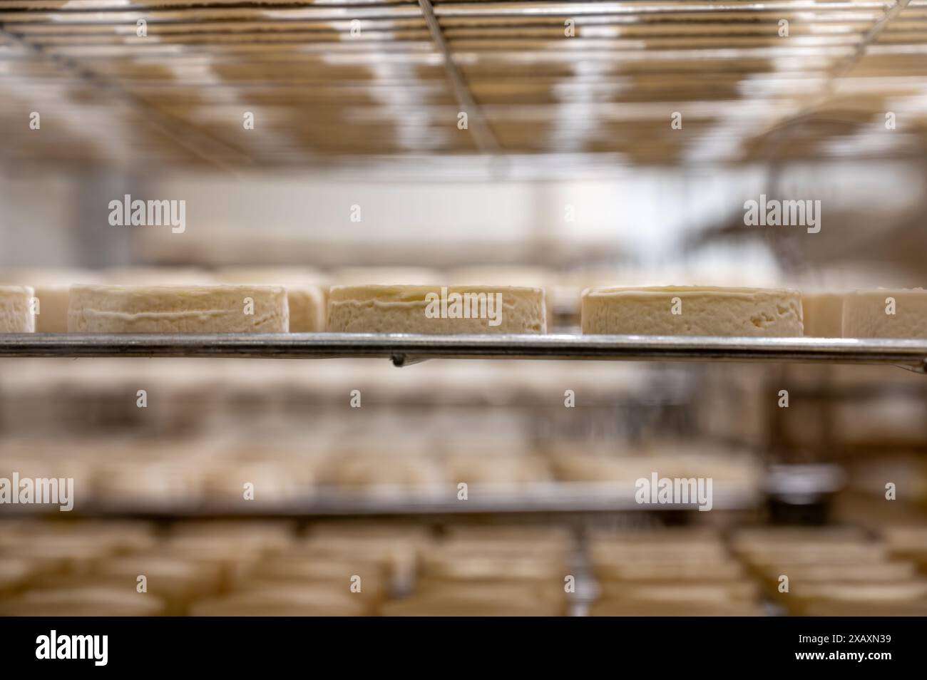 Rocamadour soft goat AOC cheese with soft rind on aging process ...