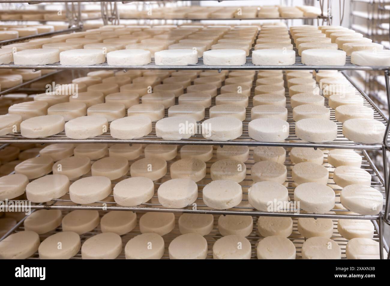 Rocamadour soft goat AOC cheese with soft rind on aging process ...