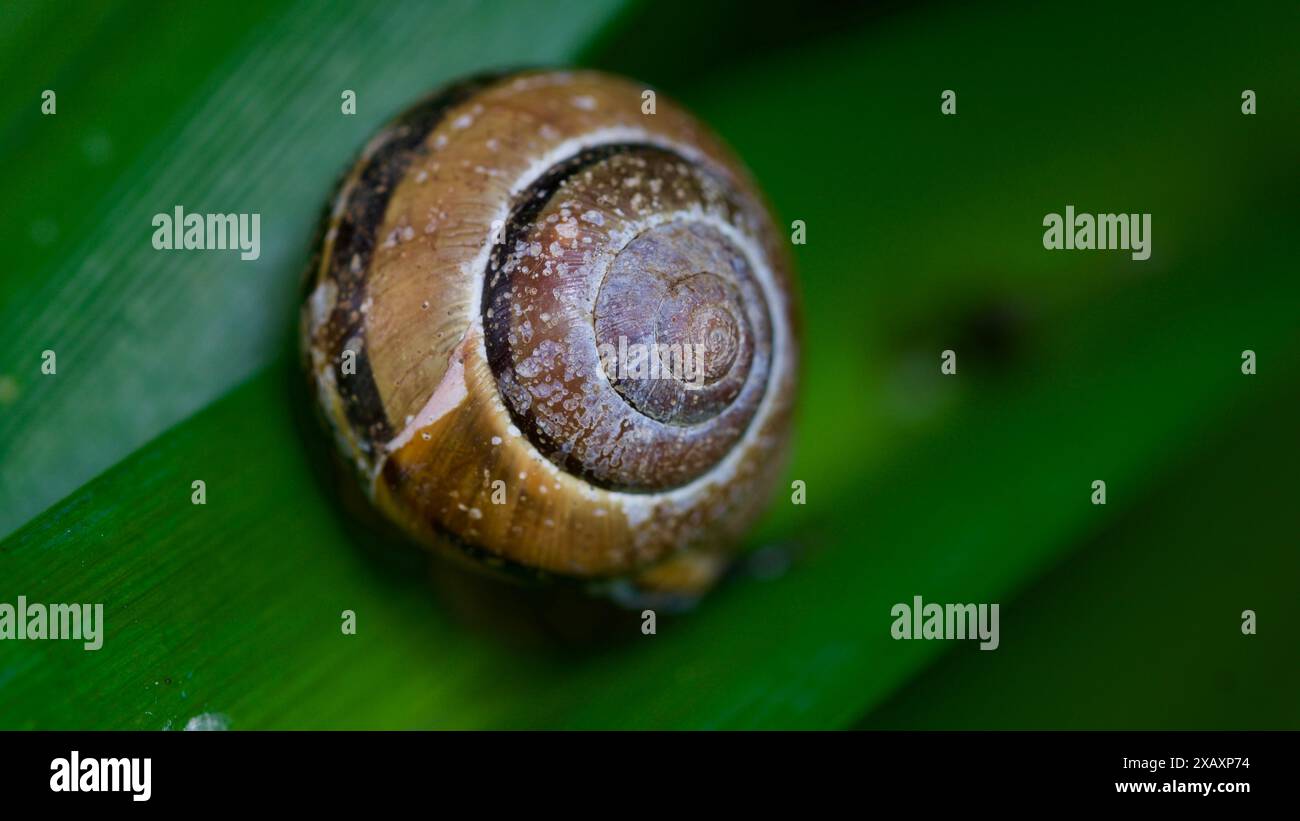 Pretty snail shell hi-res stock photography and images - Alamy