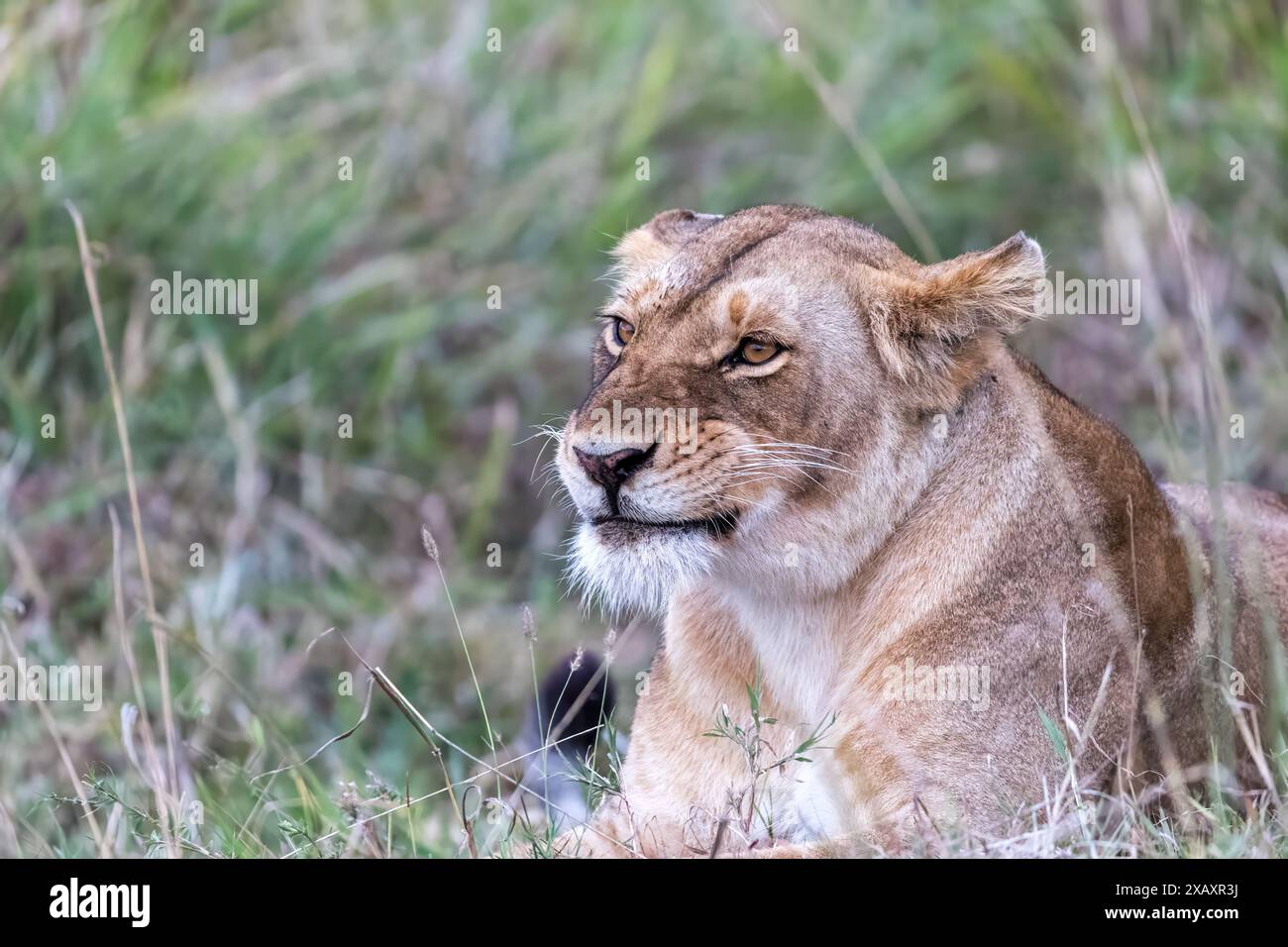 Alert lioness, panthera leo, resting in the green grass of the Masai ...