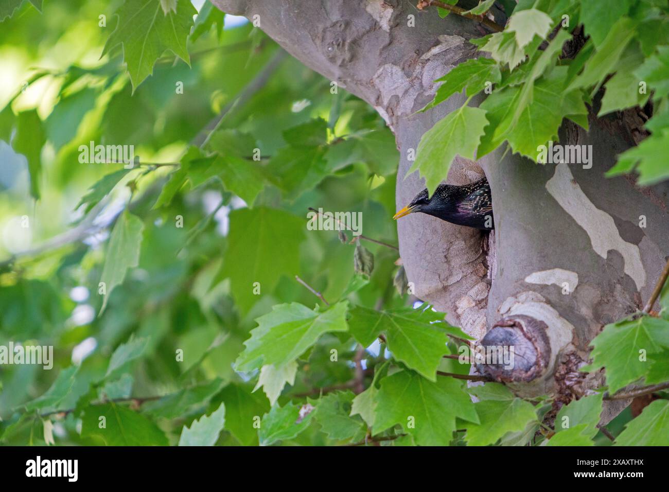 Common Starling: returning from hunting insects to feed the chicks ...