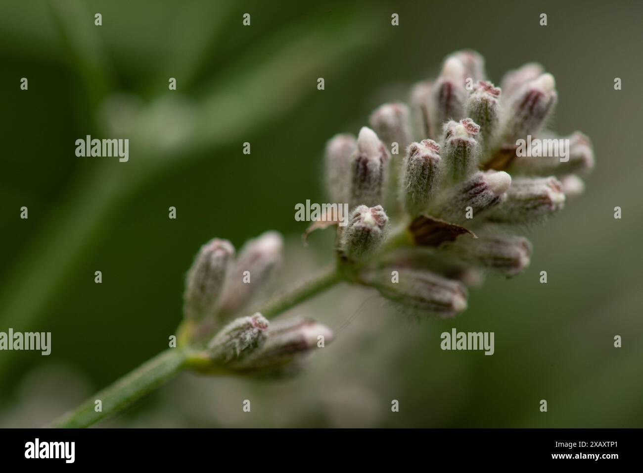 White lavender bloom Stock Photo - Alamy