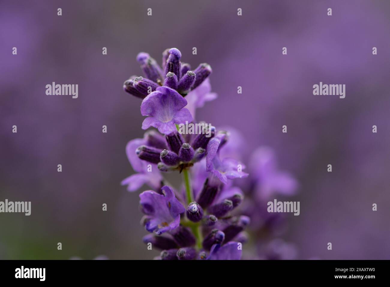 Light bloom sculpture hi-res stock photography and images - Alamy