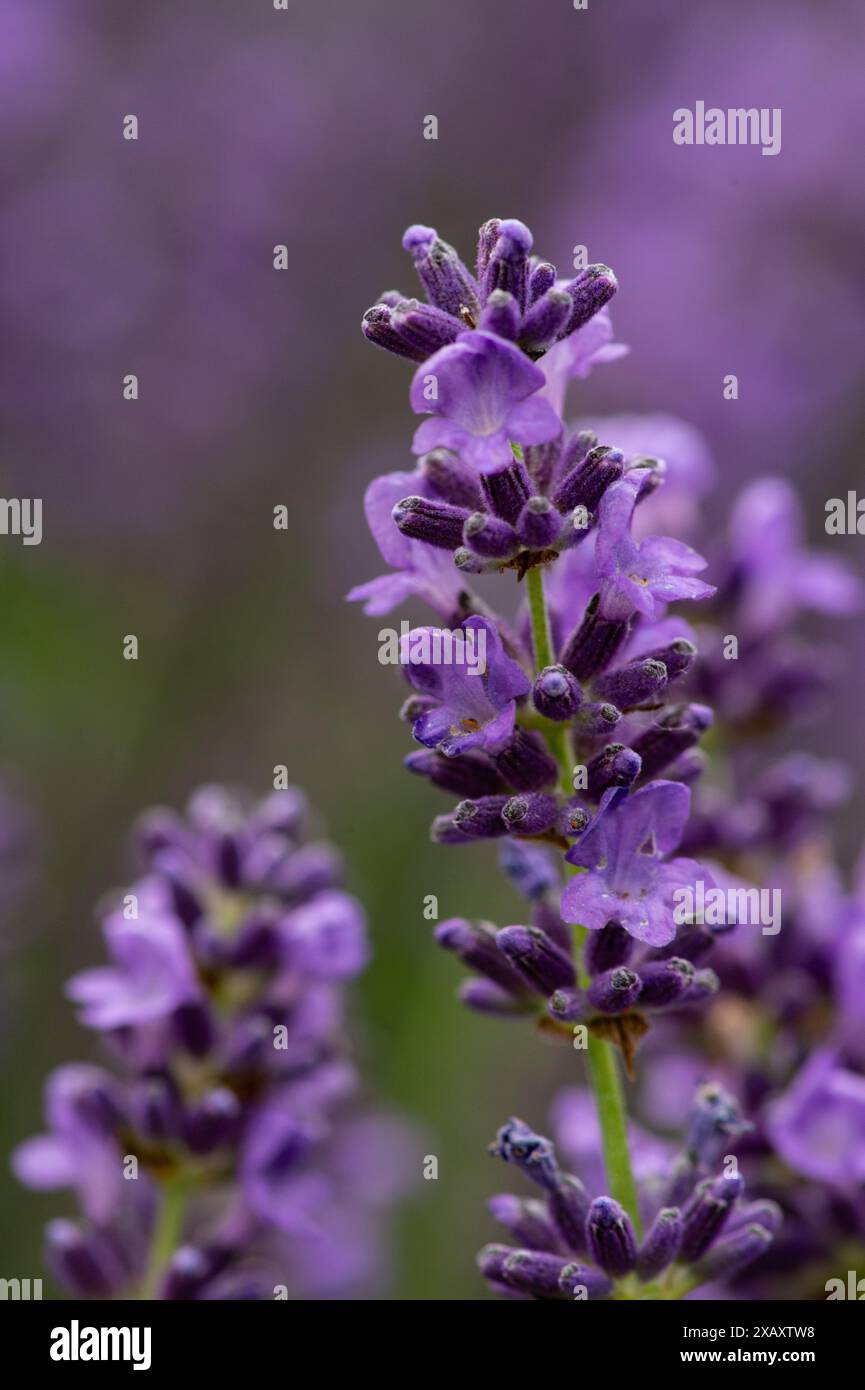 Light bloom sculpture hi-res stock photography and images - Alamy