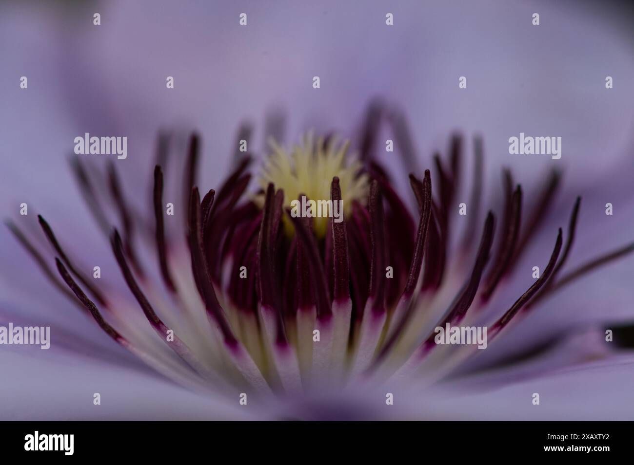 Flower color contrast hi-res stock photography and images - Alamy