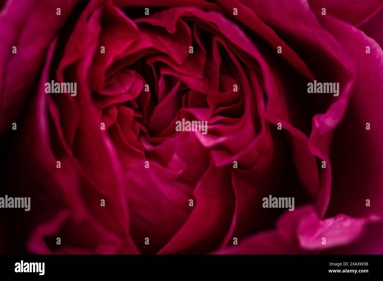 Inside flower plant rose hi-res stock photography and images - Alamy