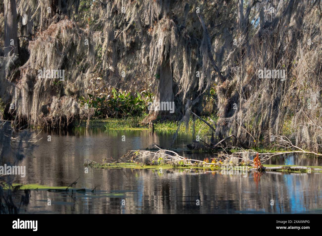 Florida landscape with Spanish moss Stock Photo - Alamy