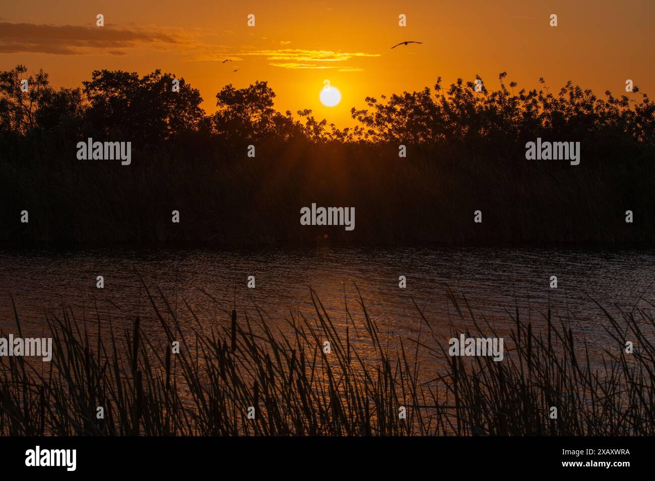 Florida Everglades at sunset Stock Photo - Alamy
