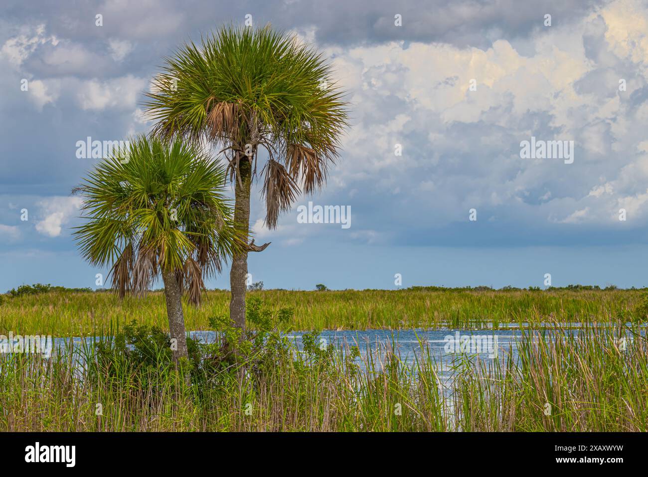 Florida Everglades landscape Stock Photo - Alamy