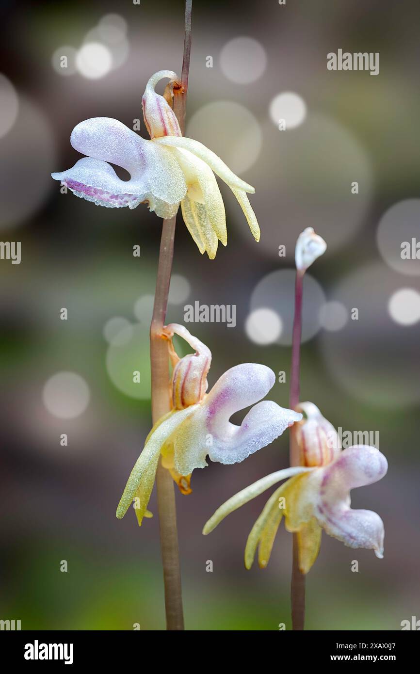 Ghost orchid (Epipogium aphyllum). wild saprophytic orchid Stock Photo ...