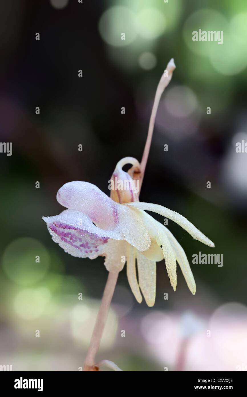 Ghost orchid (Epipogium aphyllum). wild saprophytic orchid Stock Photo ...
