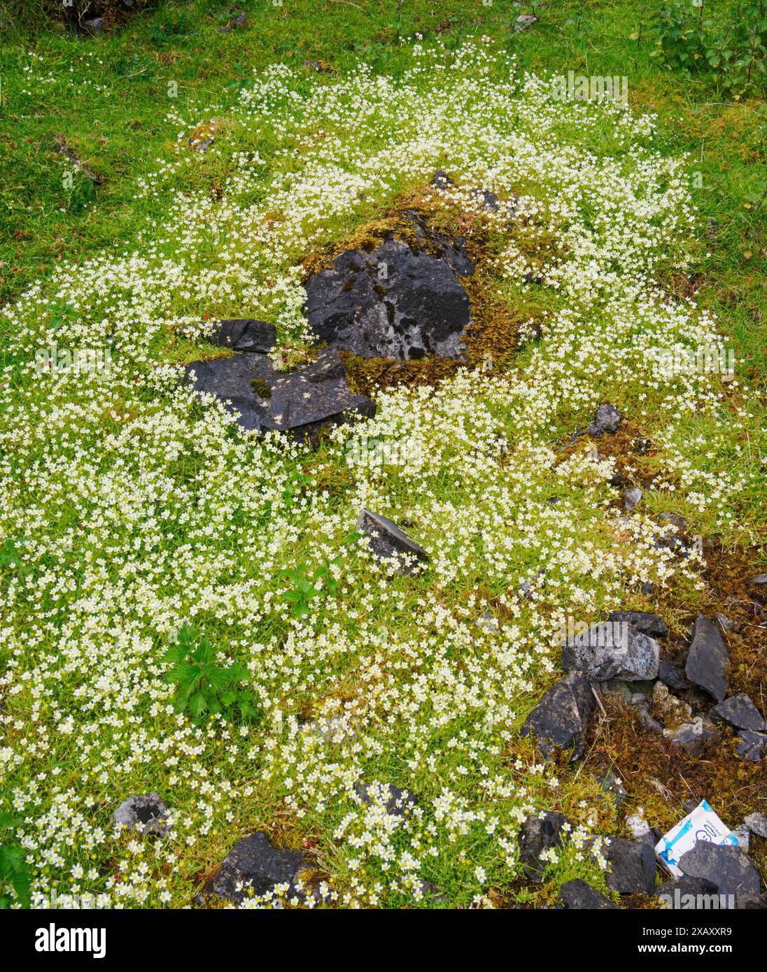 Mossy Saxifrage Saxifraga hypnoides growing at altitude at Herbert's ...