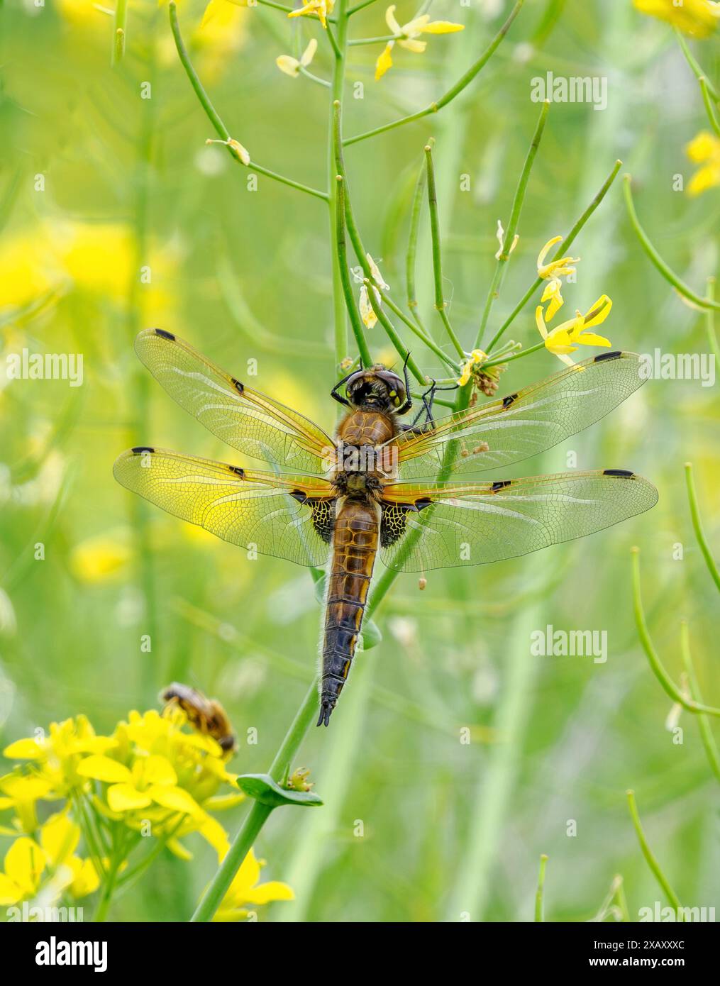 Four-spotted Chaser dragonfly Libellula quadrimaculata at rest on Wild ...