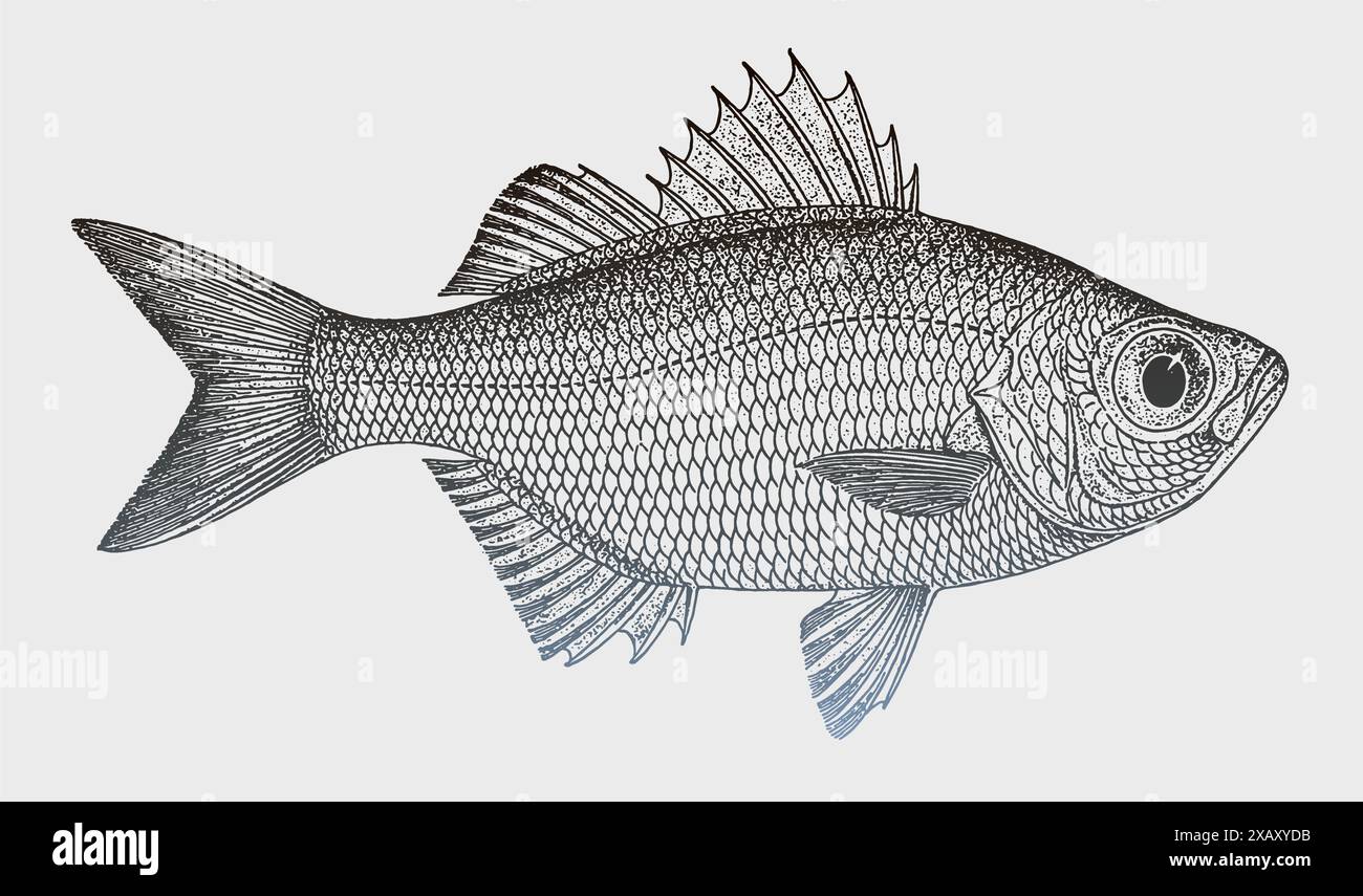 Kuhlia malo, tropical freshwater fish endemic to French Polynesia Stock ...