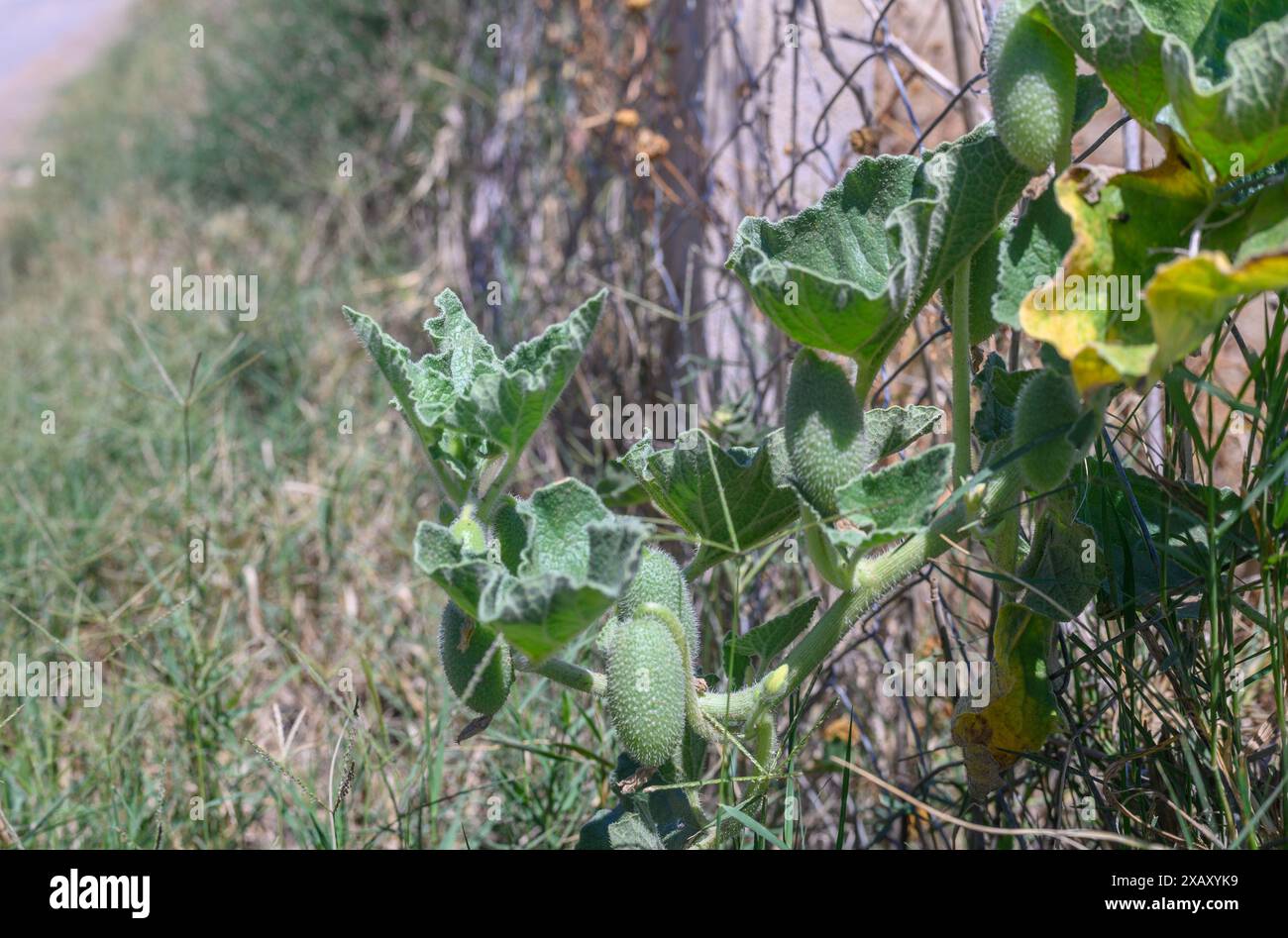fruits of Ecballium elaterium, the Squirting cucumber, family ...