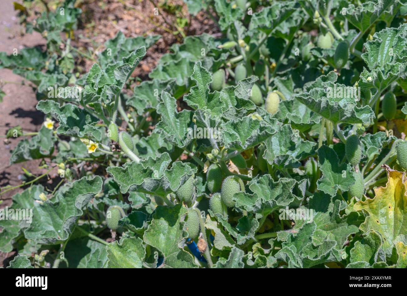 Squirting cucumber seed hi-res stock photography and images - Alamy